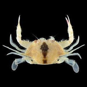 The Biodiversity of Singapore- Portunus sp. SS-4019