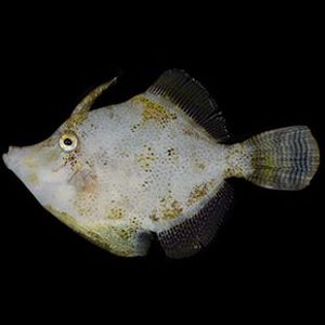 The Biodiversity of Singapore- Monacanthidae sp. SS-2254