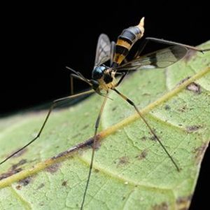 The Biodiversity of Singapore- Ptychoptera sp.