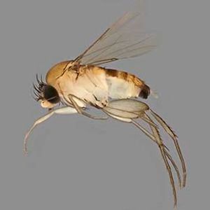 The Biodiversity of Singapore- Megaselia sp. ZRC_BDP0031824/ZRC_BDP0033250