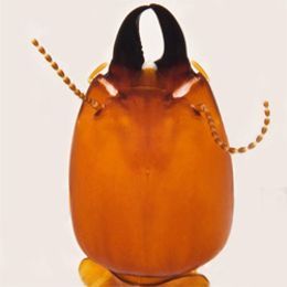 The Biodiversity of Singapore- Macrotermes gilvus