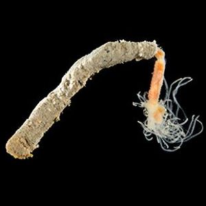 The Biodiversity of Singapore- Pista? sp. SEA-4556