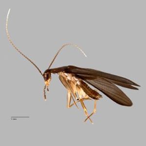 The Biodiversity of Singapore- Nocticola pheromosa