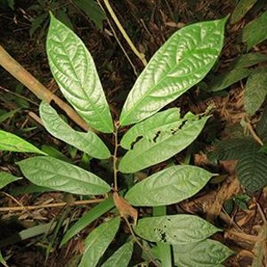 The Biodiversity of Singapore- Ficus ribes