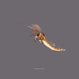 The Biodiversity of Singapore- Dicrotendipes sp. "cf. pelechloris"
