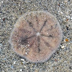 The Biodiversity of Singapore- Clypeasteroida sp.