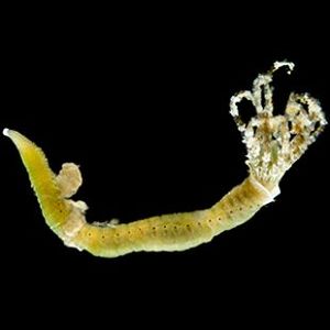 The Biodiversity of Singapore- Branchiomma sp. SS-0723