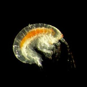 The Biodiversity of Singapore- Amphipoda sp. 5