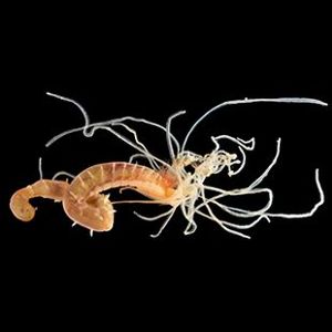 The Biodiversity of Singapore- Terebellidae sp. SEA-1686