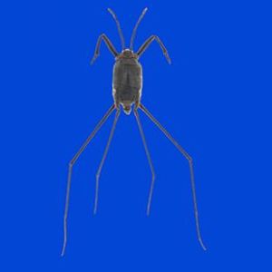 The Biodiversity of Singapore- Halobates proavus