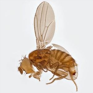 The Biodiversity of Singapore- Canacidae sp. ZRC_BDP0293040