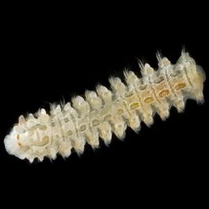 The Biodiversity of Singapore- Spio/Microspio sp. OTC-0262
