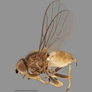 The Biodiversity of Singapore- Gaurax sp. "ZRCBDP_0020026" (GC2536/151)