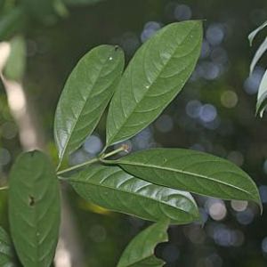 The Biodiversity of Singapore- Urophyllum arboreum