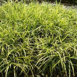 The Biodiversity of Singapore- Pandanus pygmaeus