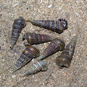 The Biodiversity of Singapore- Pirenella cingulata
