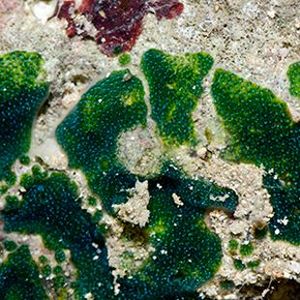 The Biodiversity of Singapore- Didemnidae sp. 29