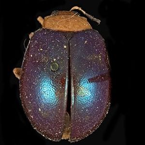 The Biodiversity of Singapore- Emathea aeneipennis