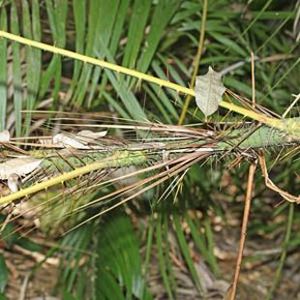 The Biodiversity of Singapore- Daemonorops hirsuta