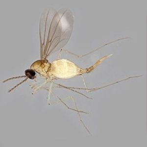 The Biodiversity of Singapore- Cecidomyiidae sp. ZRC_BDP0340840