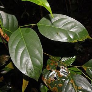 The Biodiversity of Singapore- Strombosia ceylanica