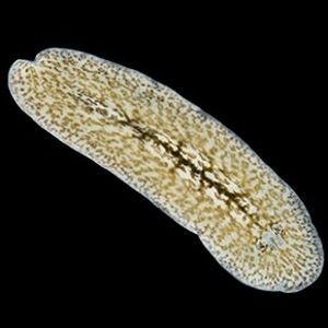 The Biodiversity of Singapore- Acotylea sp. 18