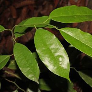 The Biodiversity of Singapore- Paramignya scandens