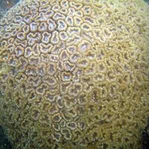 The Biodiversity of Singapore- Caulastraea echinulata