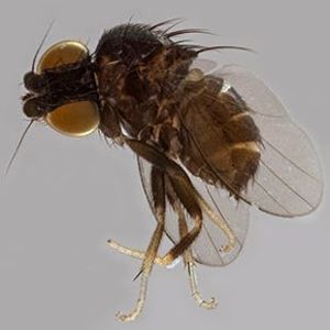 The Biodiversity of Singapore- Milichiidae sp. ZRC_BDP0268944