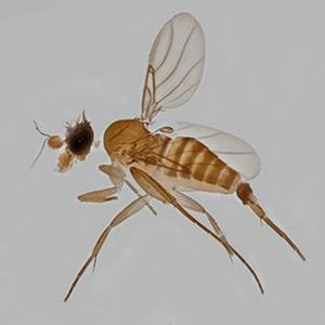 The Biodiversity of Singapore- Phoridae sp. ZRC_BDP0069896