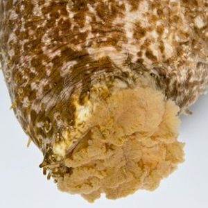 The Biodiversity of Singapore- Actinopyga sp. 2