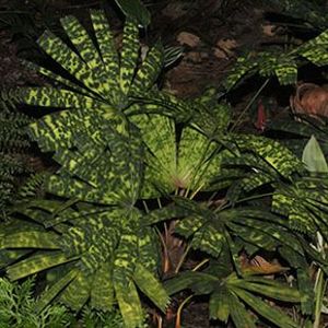 The Biodiversity of Singapore- Licuala mattanensis