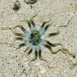 The Biodiversity of Singapore- Edwardsiidae sp.