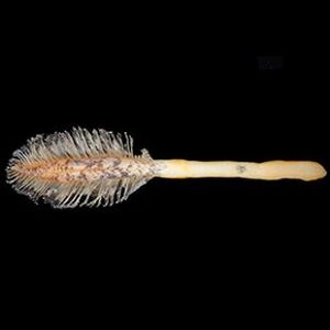 The Biodiversity of Singapore- Sea pen sp. SS-0047