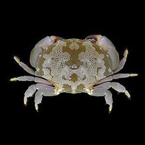 The Biodiversity of Singapore- Atergatis floridus