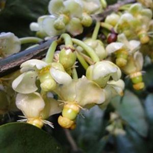 The Biodiversity of Singapore- Garcinia macrophylla