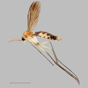 The Biodiversity of Singapore- Proceroplatus sp. ZRCBDP0048603