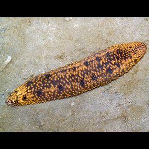 The Biodiversity of Singapore- Holothuria notabilis