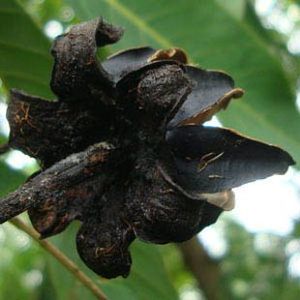 The Biodiversity of Singapore- Duabanga grandiflora