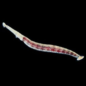 The Biodiversity of Singapore- Hirudinea sp. 5