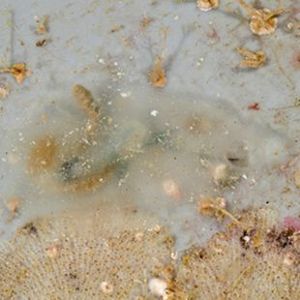 The Biodiversity of Singapore- Transparent solitary ascidian sp. 1