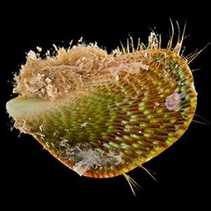 The Biodiversity of Singapore- Mytilidae sp. 9