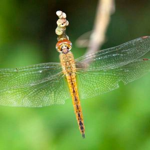 The Biodiversity of Singapore- Pantala flavescens