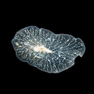 The Biodiversity of Singapore- Planoceridae sp. 6