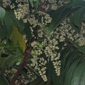 The Biodiversity of Singapore- Dracontomelon dao