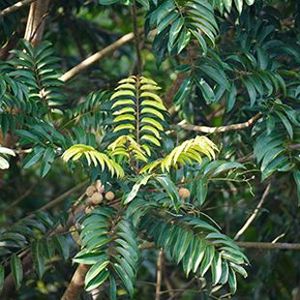 The Biodiversity of Singapore- Aglaia multinervis