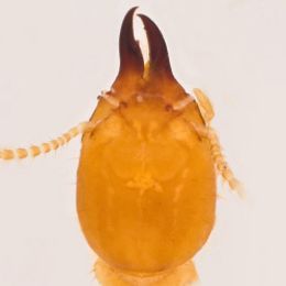 The Biodiversity of Singapore- Odontotermes minutus