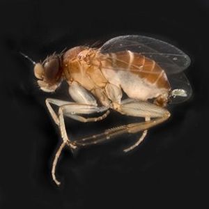 The Biodiversity of Singapore- Phoridae sp. ZRC_BDP0021777