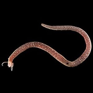 The Biodiversity of Singapore- Synaptidae sp. SS-3308