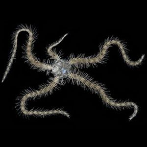 The Biodiversity of Singapore- Ophiothrix (Ophiothrix) sp. 21